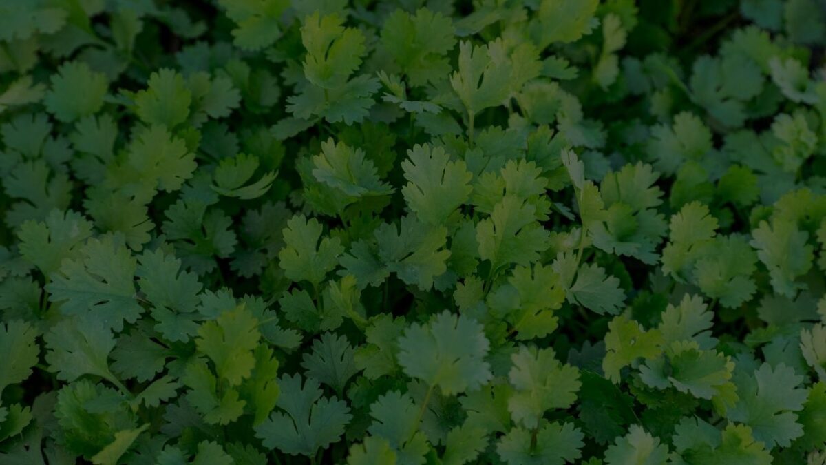Coriander Fragrance Attar & Perfume - IttarStore