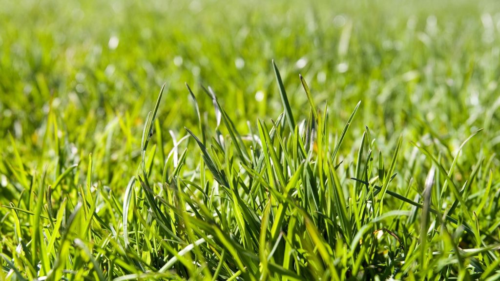 Grass Fragrance Attar & Perfume - IttarStore