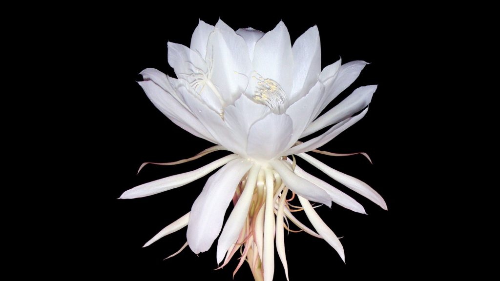 Night Queen Fragrance Attar & Perfume - IttarStore